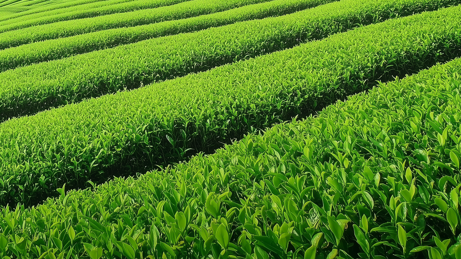 Matcha en rupture : on vous explique tout – iRASSHAi